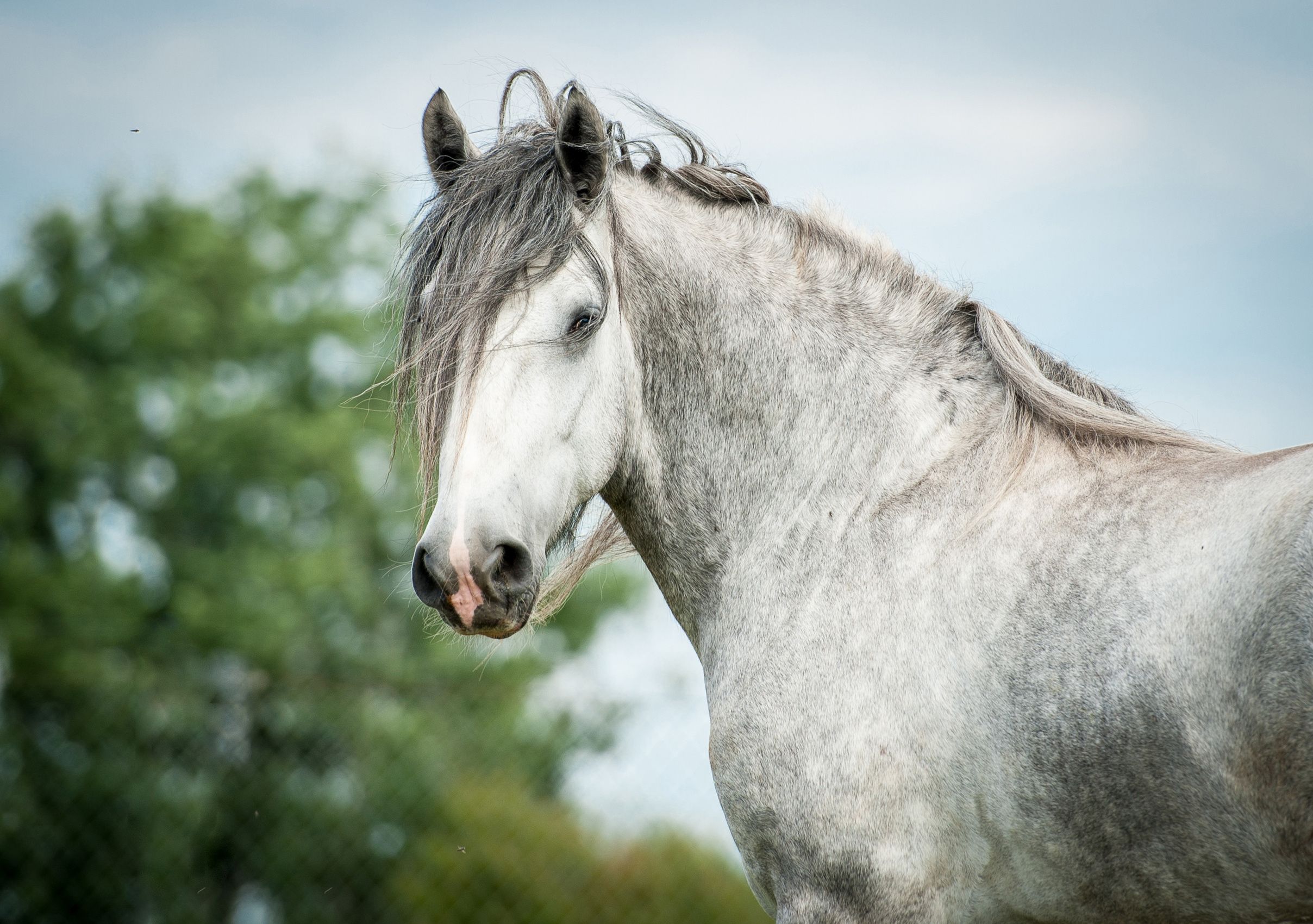 Giftigt för hästen på sommarbetet | Sveland Djurförsäkringar